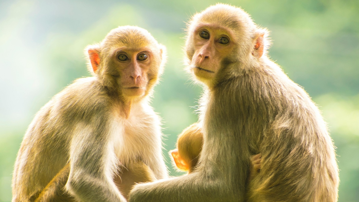 Karnataka: 11 monkeys found dead in Tumakuru forest area; samples sent ...