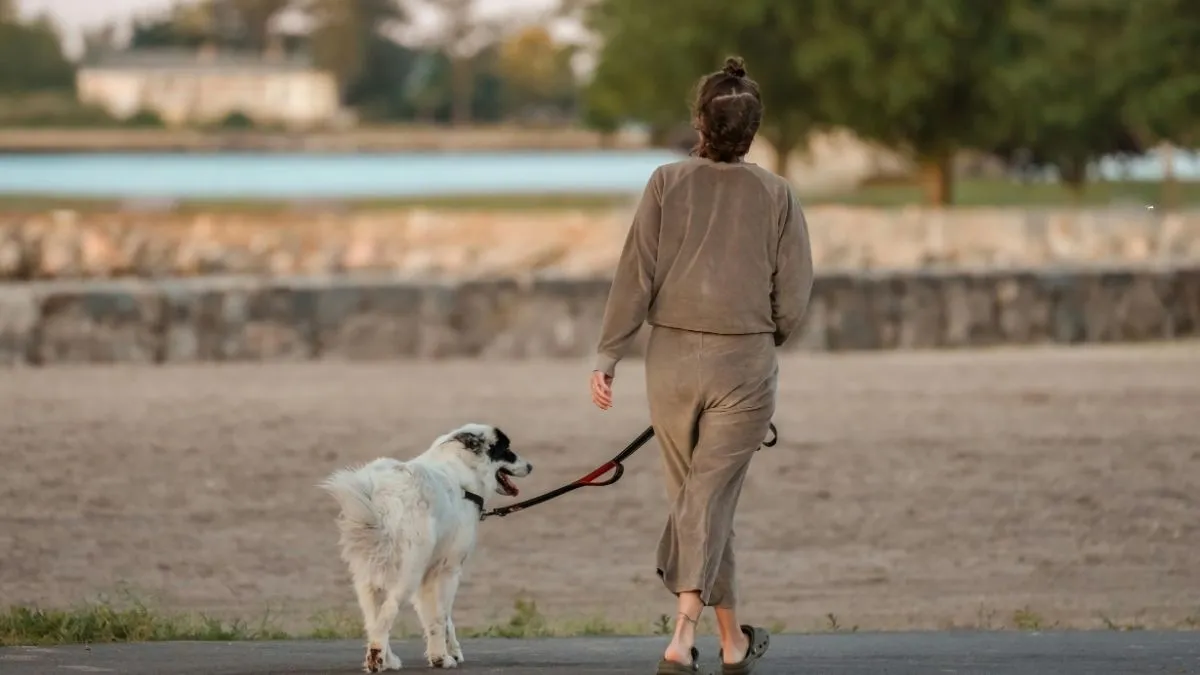 Can air pollution worsen knee pain? What urban walkers should know ...