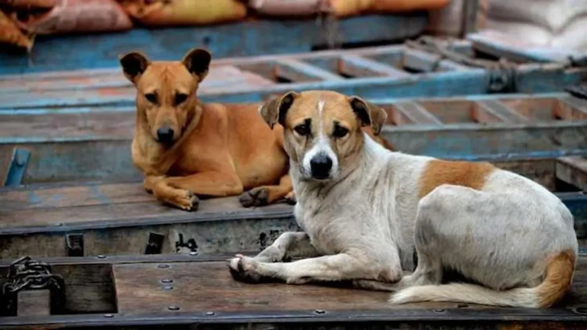 Delhi govt files police complaint as fake 'teachers counting stray dogs ...
