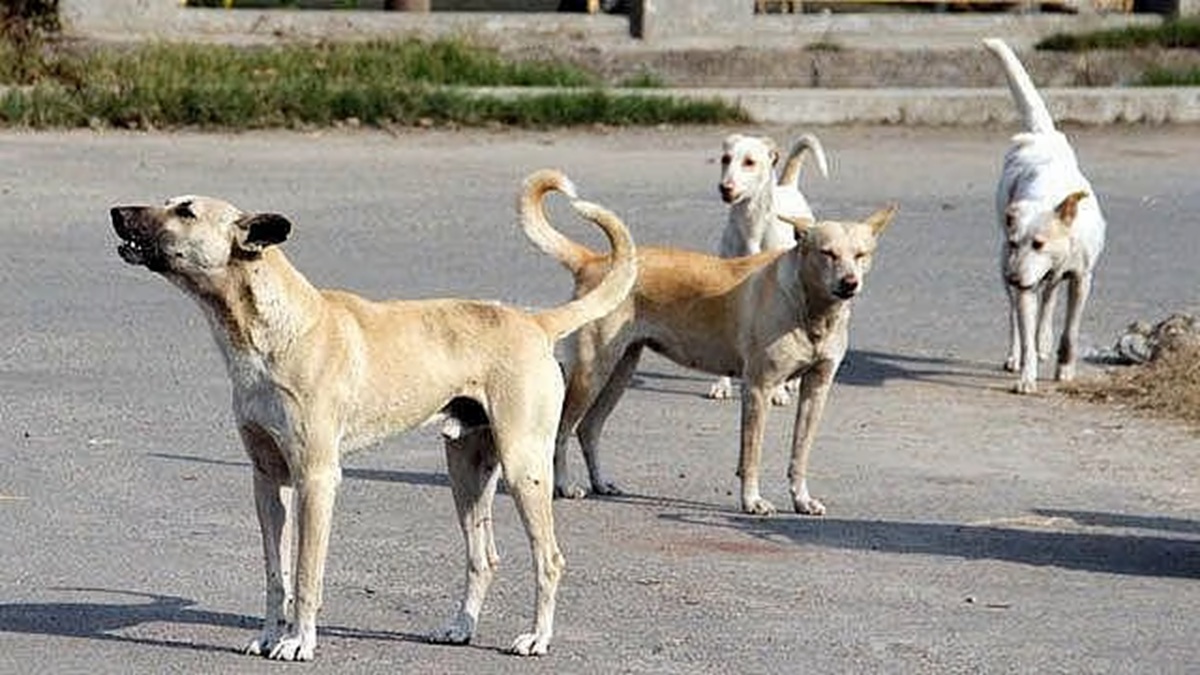 100 stray dogs poisoned to death in Hyderabad village days after 500 ...