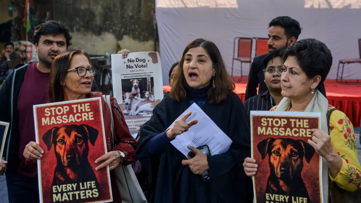 'Stray dogs poisoned, suffocated, no govt data on rabies': Arguments ...