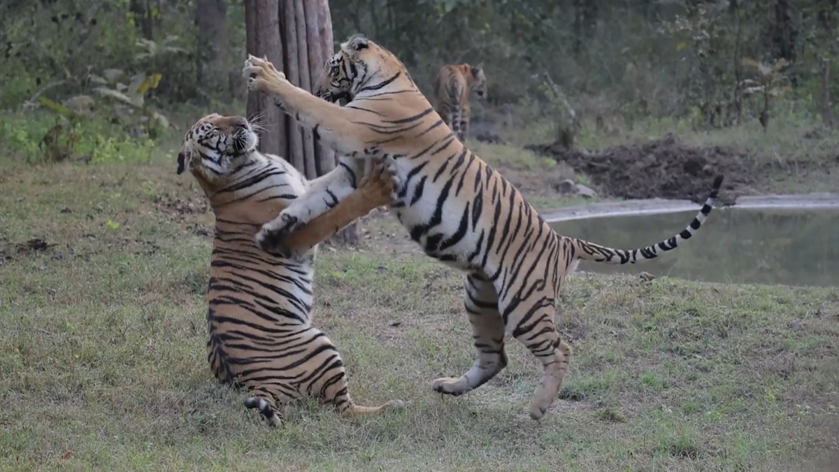 Playful tiger cubs steal the show: F2 Tigress's offspring captured ...