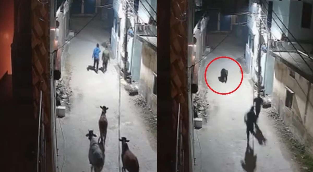 Wild Bear creates panic, chases locals and cows in Rishikesh, video ...