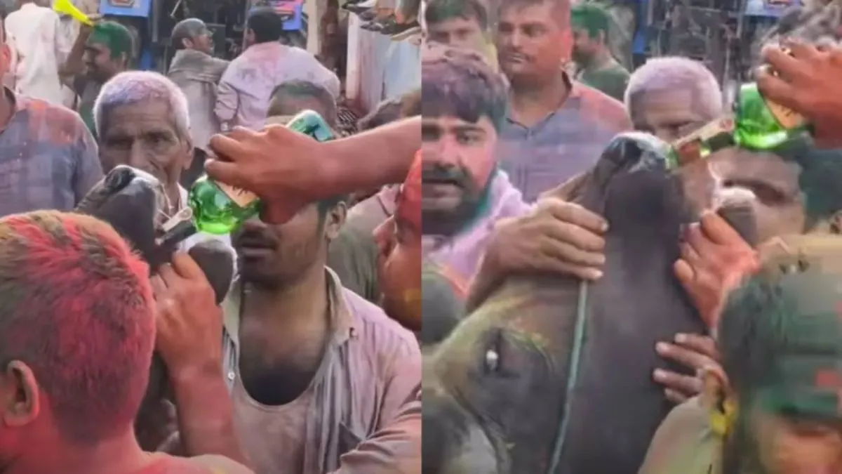 Viral video shows buffalo forced to drink alcohol in Haryana during ...
