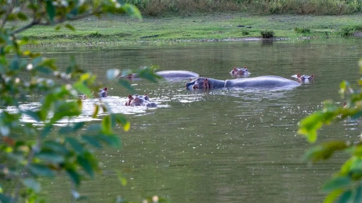 Anant Ambani comes forward to save 80 hippos from death in Columbia ...
