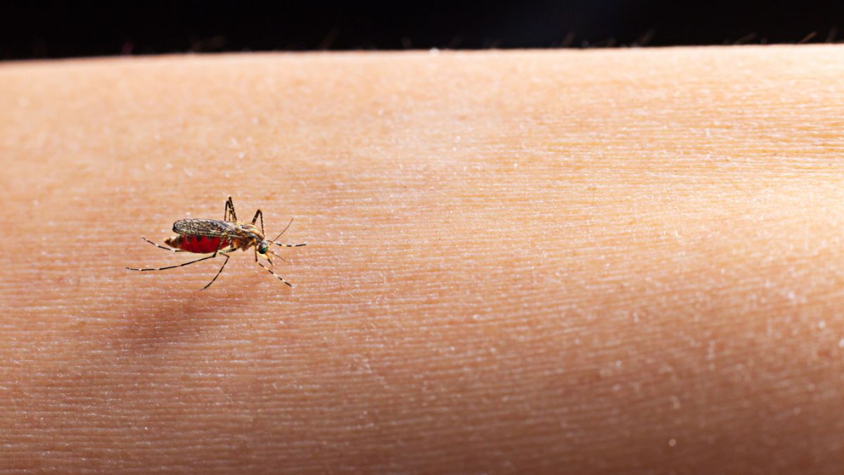 Malaria, dengue or viral fever? Doctor explains how to tell the ...