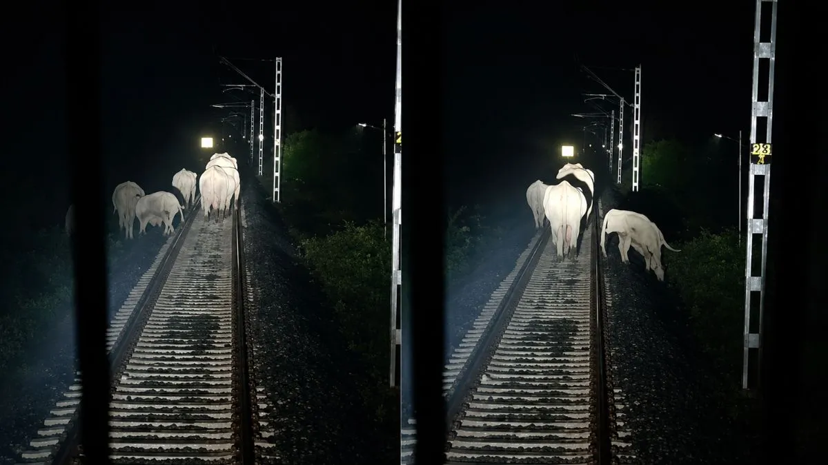 Rajdhani Express loco pilots apply emergency brake to save elephant ...