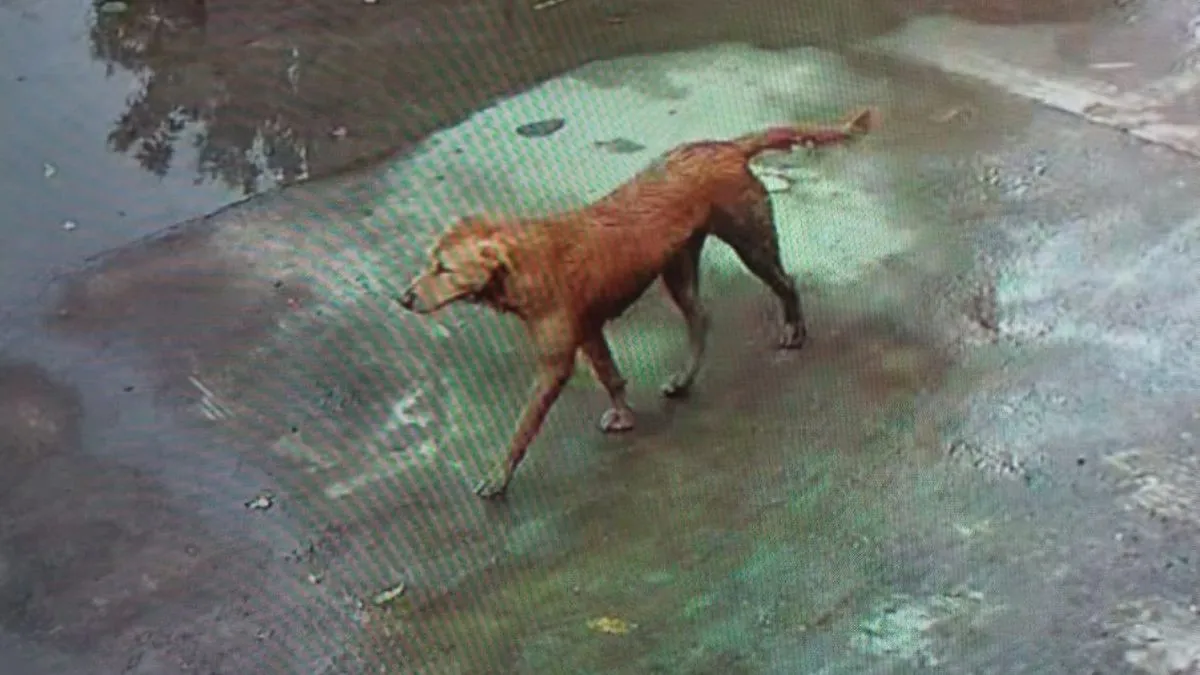 Indore stray dog goes on biting spree, bites 42 people in 10 hours ...