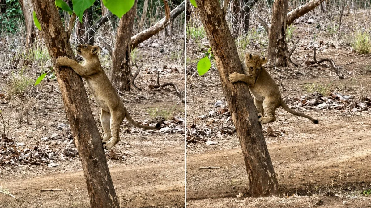 Lion cub starts climbing a tree in Gir, then decides it's best to come ...