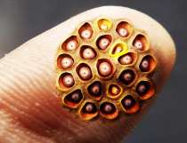 Trypophobia Latest News, Photos and Videos - India TV News