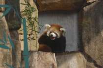 Panda Latest News, Photos and Videos - India TV News