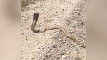 Cobra Latest News, Photos and Videos - India TV News