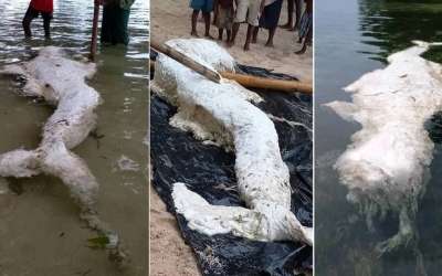 Real Mermaids Found After Hurricane