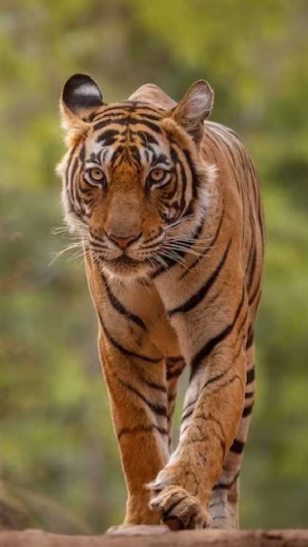 Top 10 Wild Animals Of India 16 Of The World's Most Endangered Animals