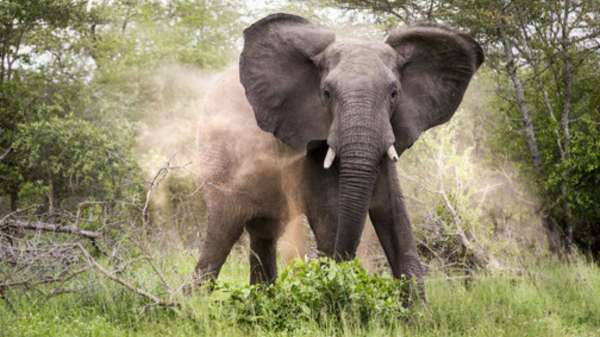 Elephant terror in more than 100 villages of Odisha angry villagers set ...
