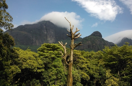 India's Agasthyamala listed among 20 world biosphere reserves | World ...