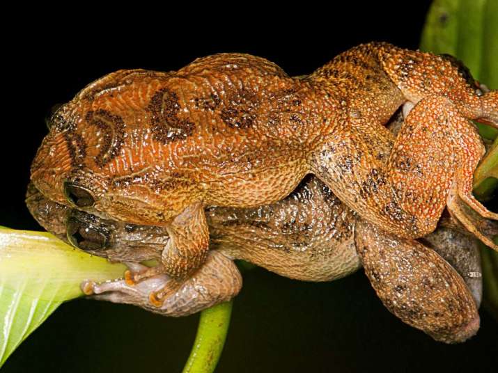 Revealed! Scientists uncover new mating position of Bombay night frogs ...