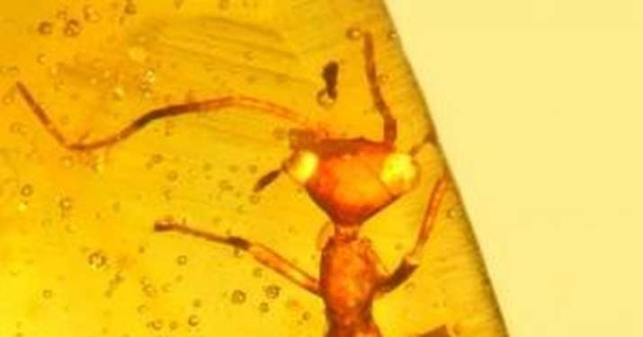 Scientists discover 100-million-year-old 'ET-like' insect species ...