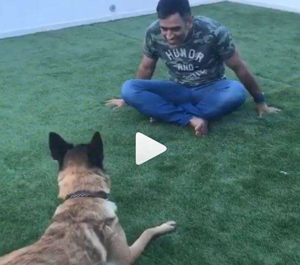 Watch: MS Dhoni takes his pack of dogs for a morning walk | Cricket ...