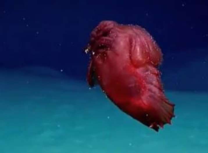 Video of ‘Headless Chicken Sea Monster’ swimming in sea goes viral ...