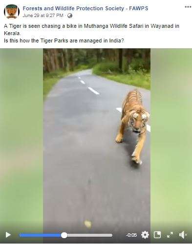 Tiger chases two forest officials riding on bike through Kerala ...