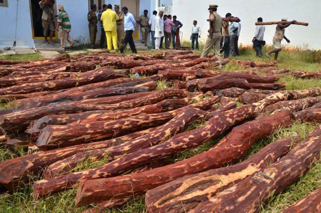 4,000 kg red sanders worth Rs 2 crore seized; 5 arrested | India News ...