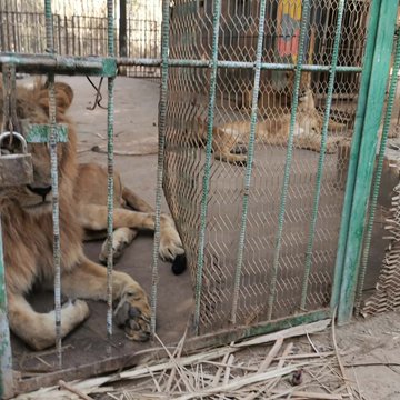 Heartbreaking pictures of starving lions in Sudan zoo spark global ...