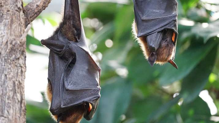 ICMR study finds presence of 'bat coronavirus' in two Indian bat ...