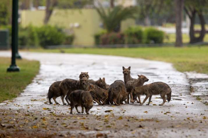 PHOTOS: Coronavirus quiet brings out jackals in Tel Aviv | World News ...