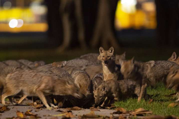 PHOTOS: Coronavirus quiet brings out jackals in Tel Aviv | World News ...