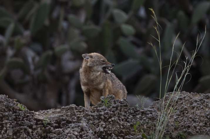 PHOTOS: Coronavirus quiet brings out jackals in Tel Aviv | World News ...