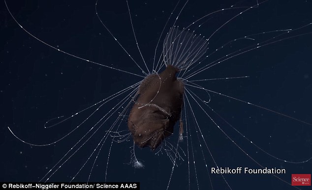 'Inseparable': Anglerfish fuse bodies with partners while mating ...