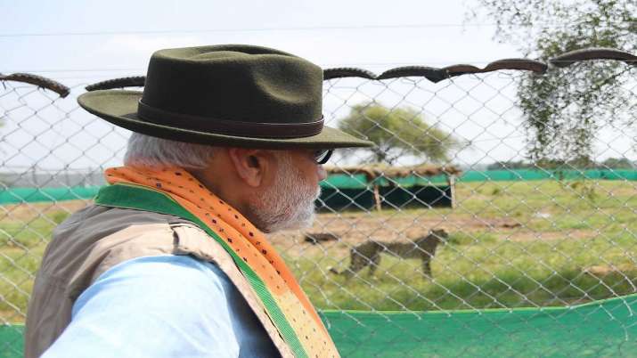 Modi birthday: PM releases cheetahs at Kuno National Park in special ...