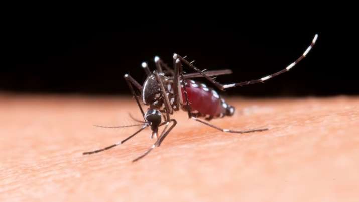 Malaria vs Dengue: Causes, Key differences, treatments and prevention | Health News – India TV