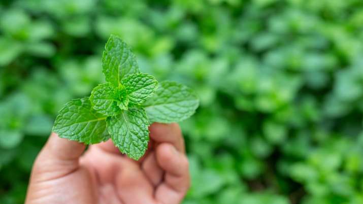 Want to reduce bloating? Try these herbal remedies – India TV