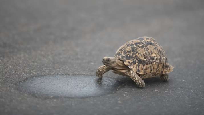 Is it good to keep live tortoise at home? Know benefits; side effects ...