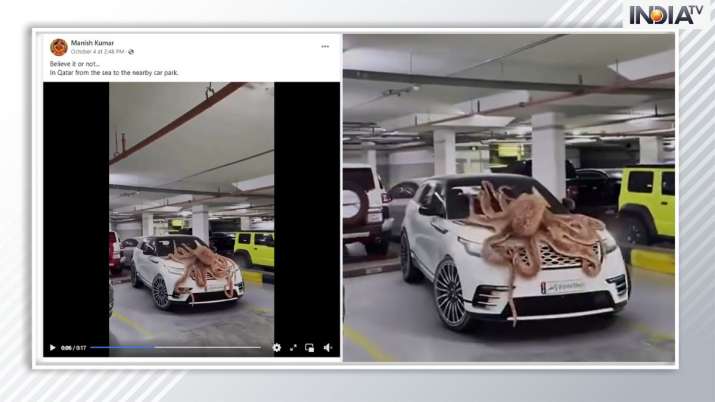 FACT CHECK: False claims circulate about giant Octopus spotted in Qatar ...