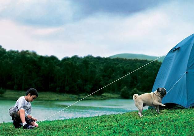Vodafone’s popular mascot Cheeka the pug is back with SuperNet 4G ...