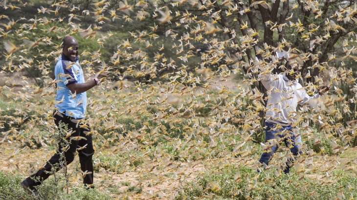 Giant locust storm likely to attack South Asia farmlands this summer ...