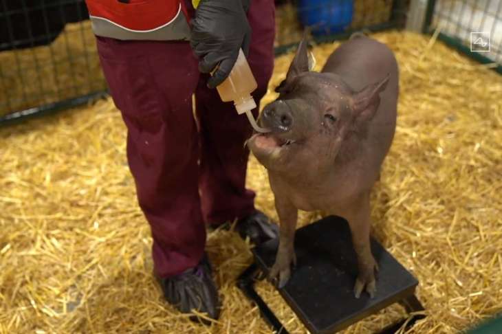 Elon Musk pig computer chip brain Neuralink All you need to know ...