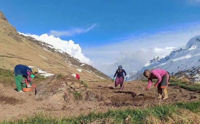 Heeng cultivation Asafoetida India himachal pradesh lahaul first time ...