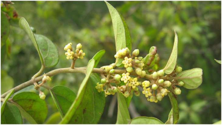 Gudmar: A quick medical remedy to control blood sugar level of diabetic ...