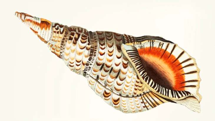 Vastu Shastra: Know benefits of keeping conch shell in the house ...