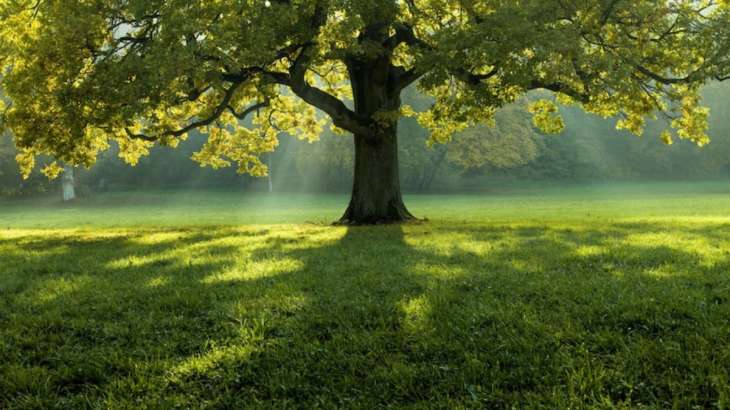 Vastu Tips: Blessings of Shani Dev can be gained by wearing a wooden ...