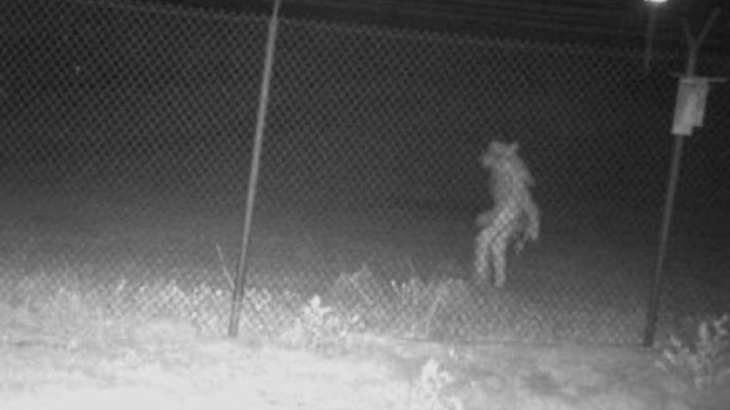 'It's an alien': Mysterious creature caught on camera outside Texas zoo ...
