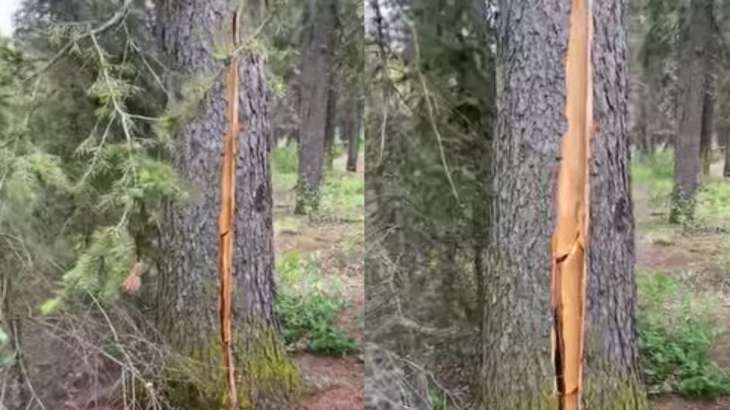 Viral Video: Canada’s ‘breathing tree’ will shock you, netizens left ...