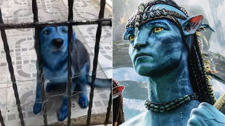 This husky is a huge Avatar fan, has James Cameron imprint all over him ...