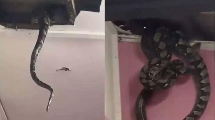 Viral video: 3 huge snakes fall out of ceiling in Malaysia home ...
