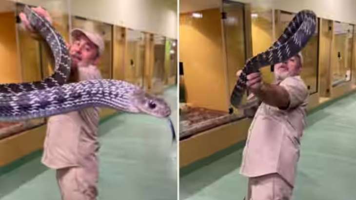 9-foot-long rat snake tries to bite zookeeper, viral video gives ...