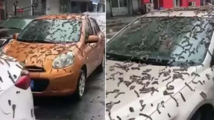 Viral video shows 'rain of worms' in China, Twitter users creeped out ...